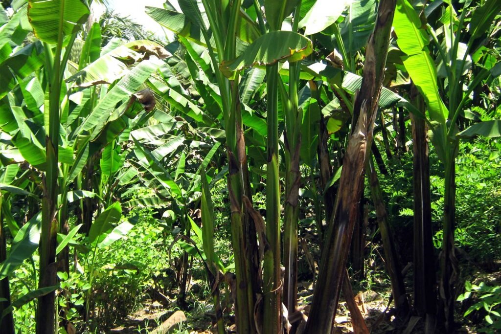 Abaca fiber is a natural fiber that comes from leaves