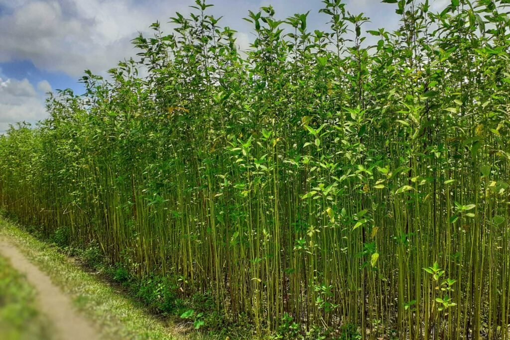 Jute fabric is a natural, durable, and rough fabric