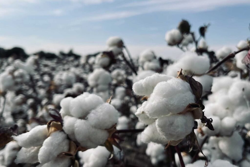 The Largest Cotton Fabric Production And Distribution